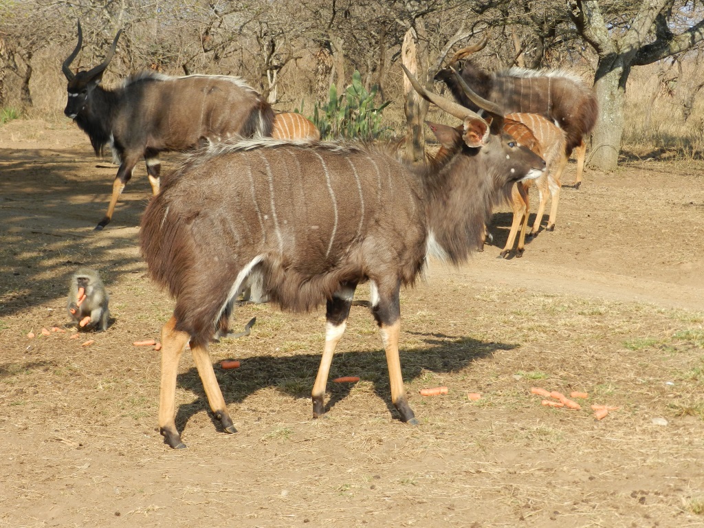 Nyala - Impala Bend